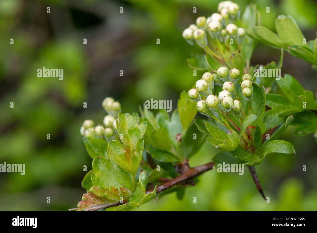 Close up of Hawthorn (crataegus monogyna) buds Stock Photo - Alamy