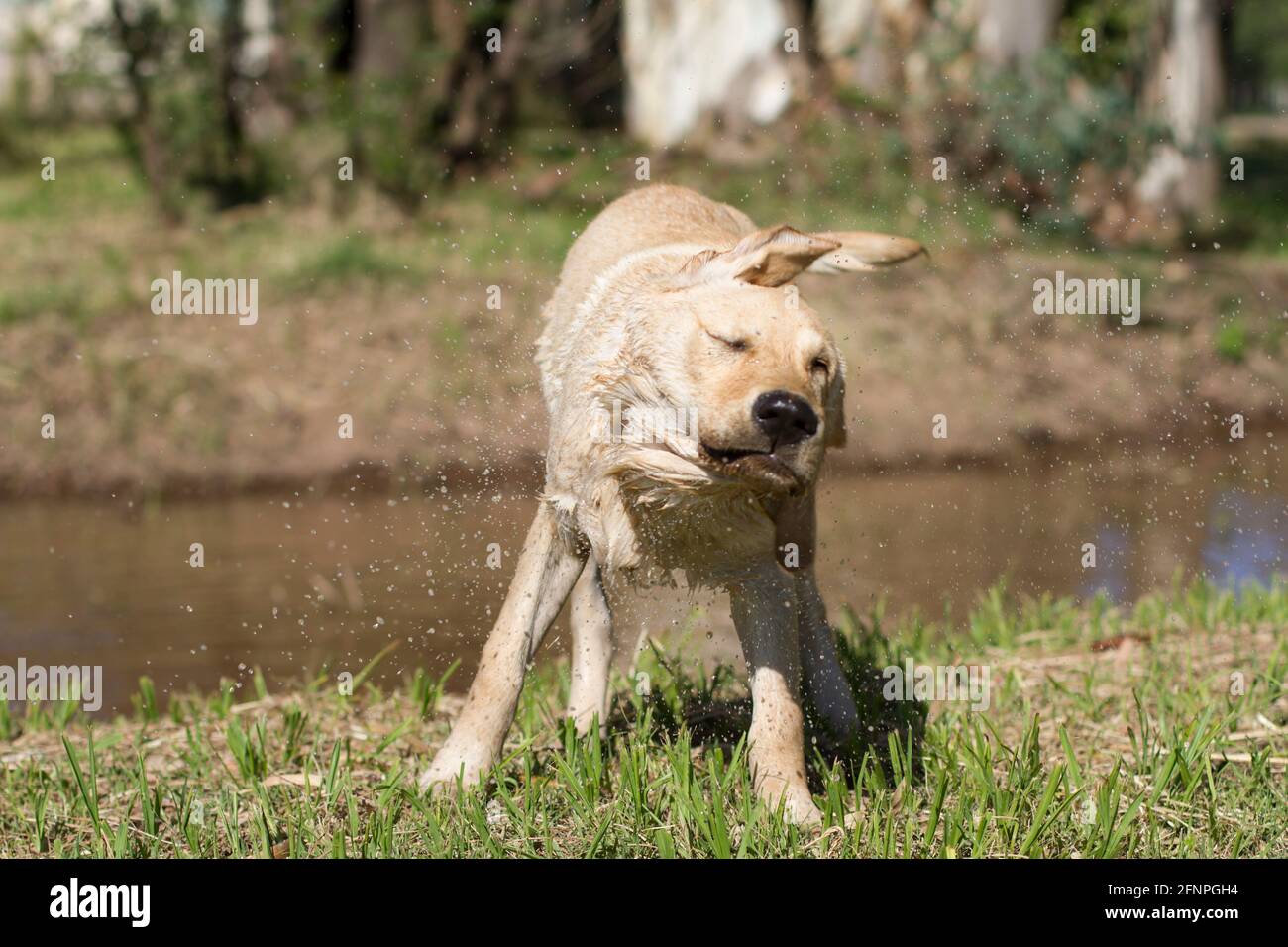 Purebred dog shaking off hi-res stock photography and images - Alamy