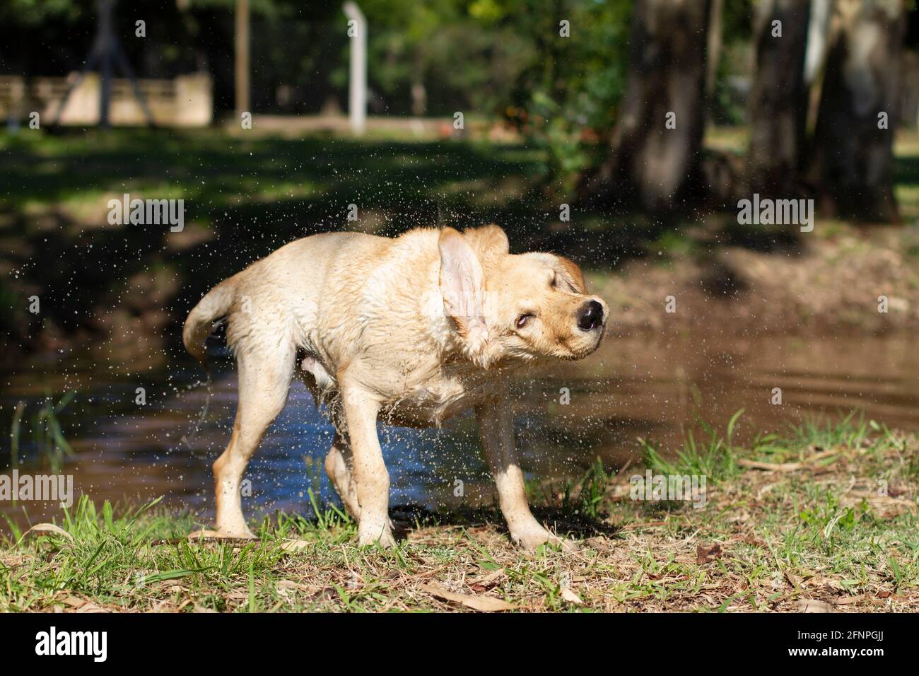 Labrador retriever shaking off the water Stock Photo - Alamy