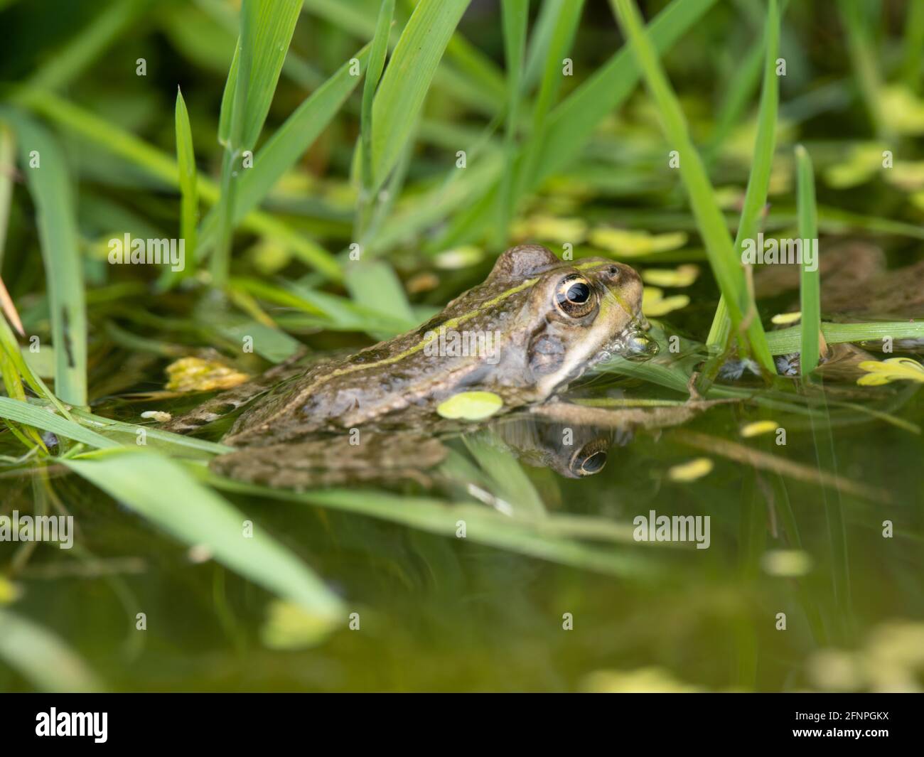 Juvenile Marsh Frog Stock Photo - Alamy