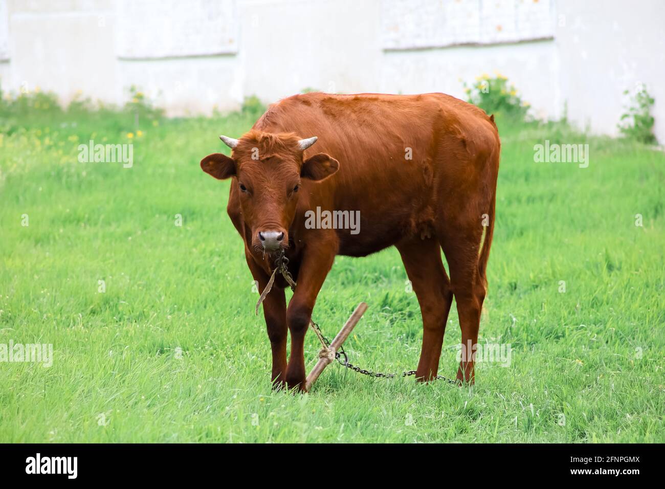 A brown bull stands on the lawn and looks straight ahead Stock Photo ...