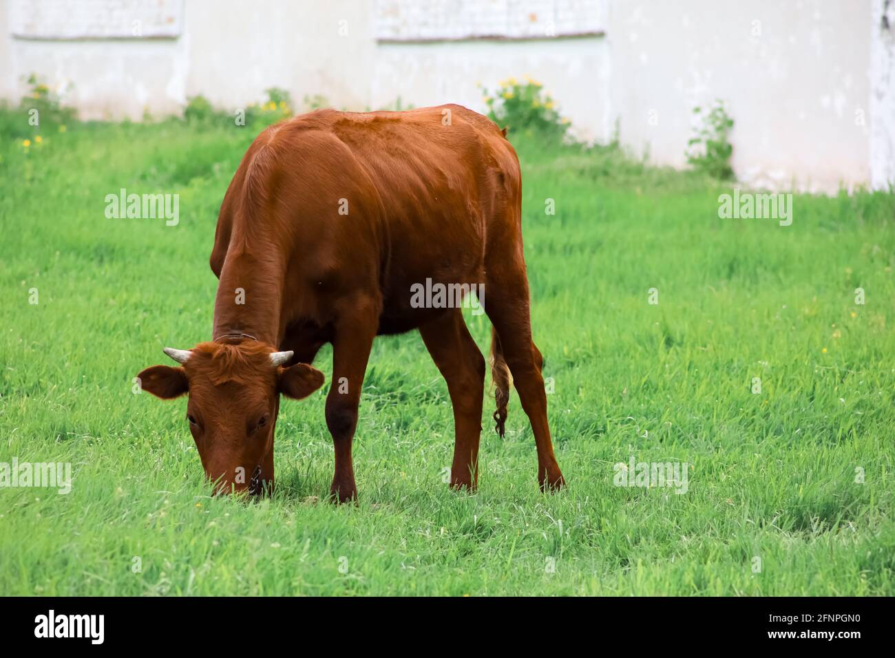 A bull on a chain stands on the lawn and eats grass Stock Photo - Alamy