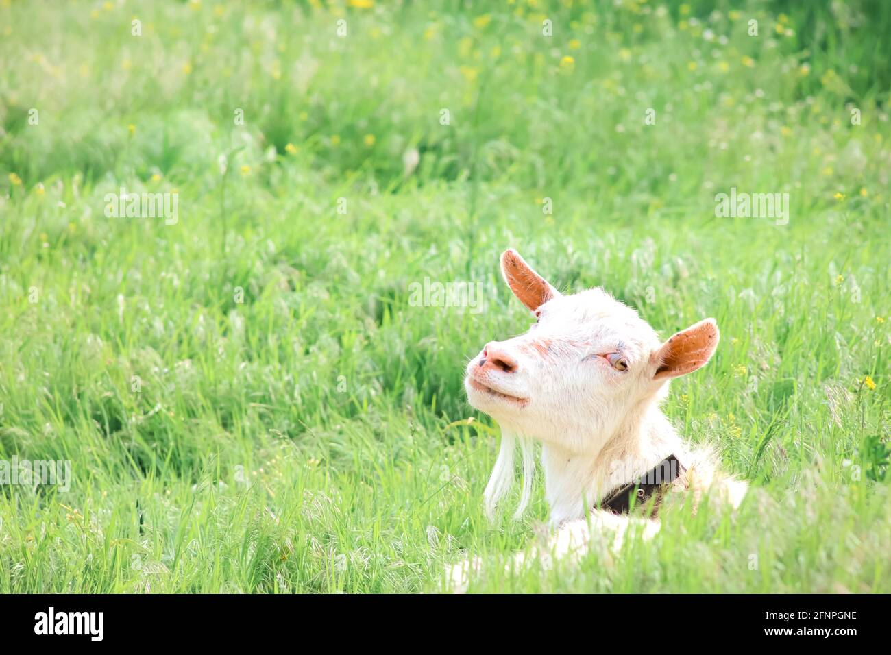 a white goat peeks out from behind the tall grass, pulling out its head ...