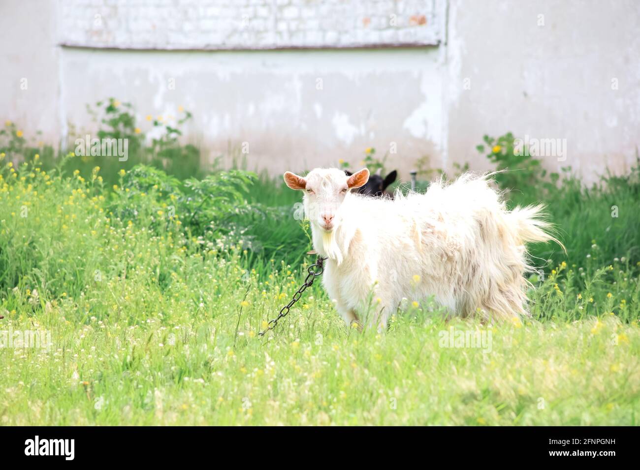 Goat on chain hi-res stock photography and images - Alamy