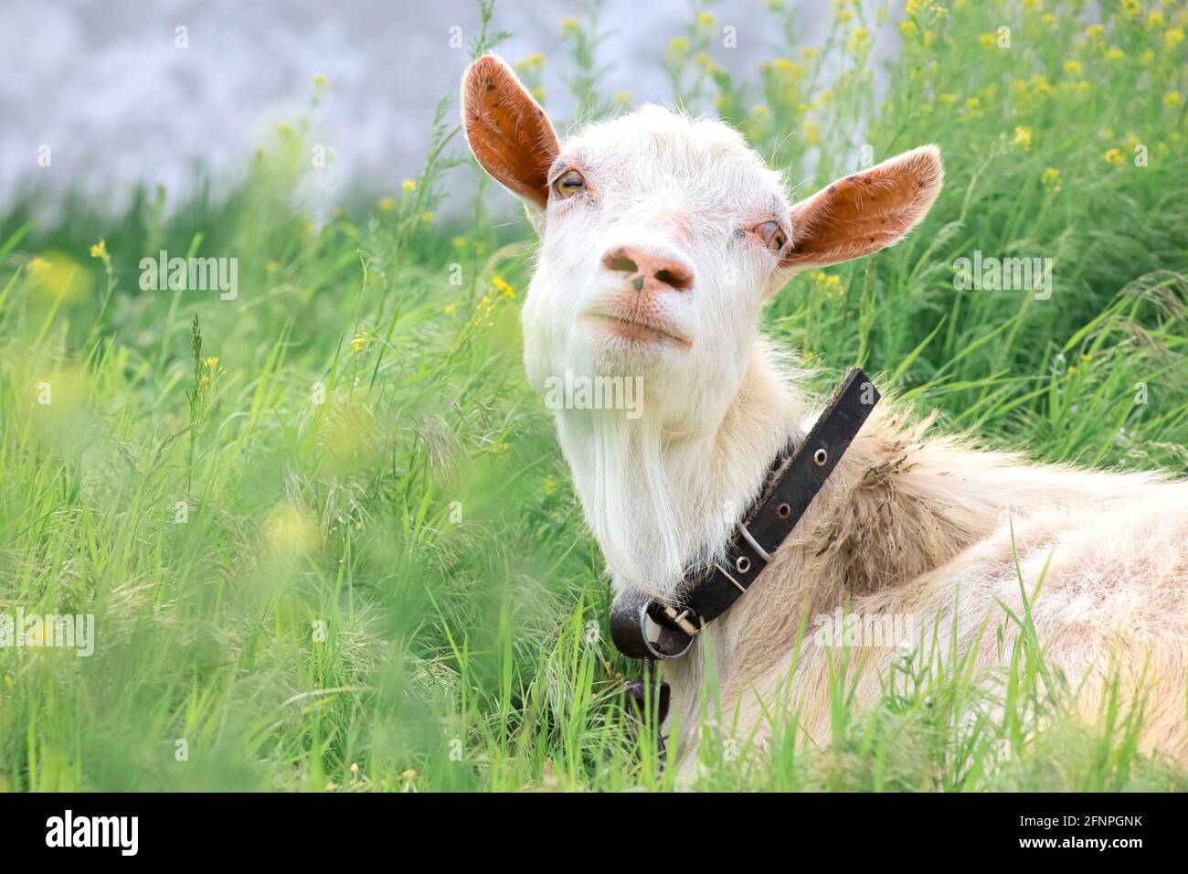 close-up of a goat that has raised its head to the top and is sniffing ...