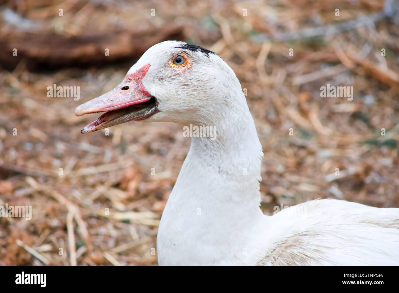 A domestic duck opens its mouth and calls its ducks together Stock ...