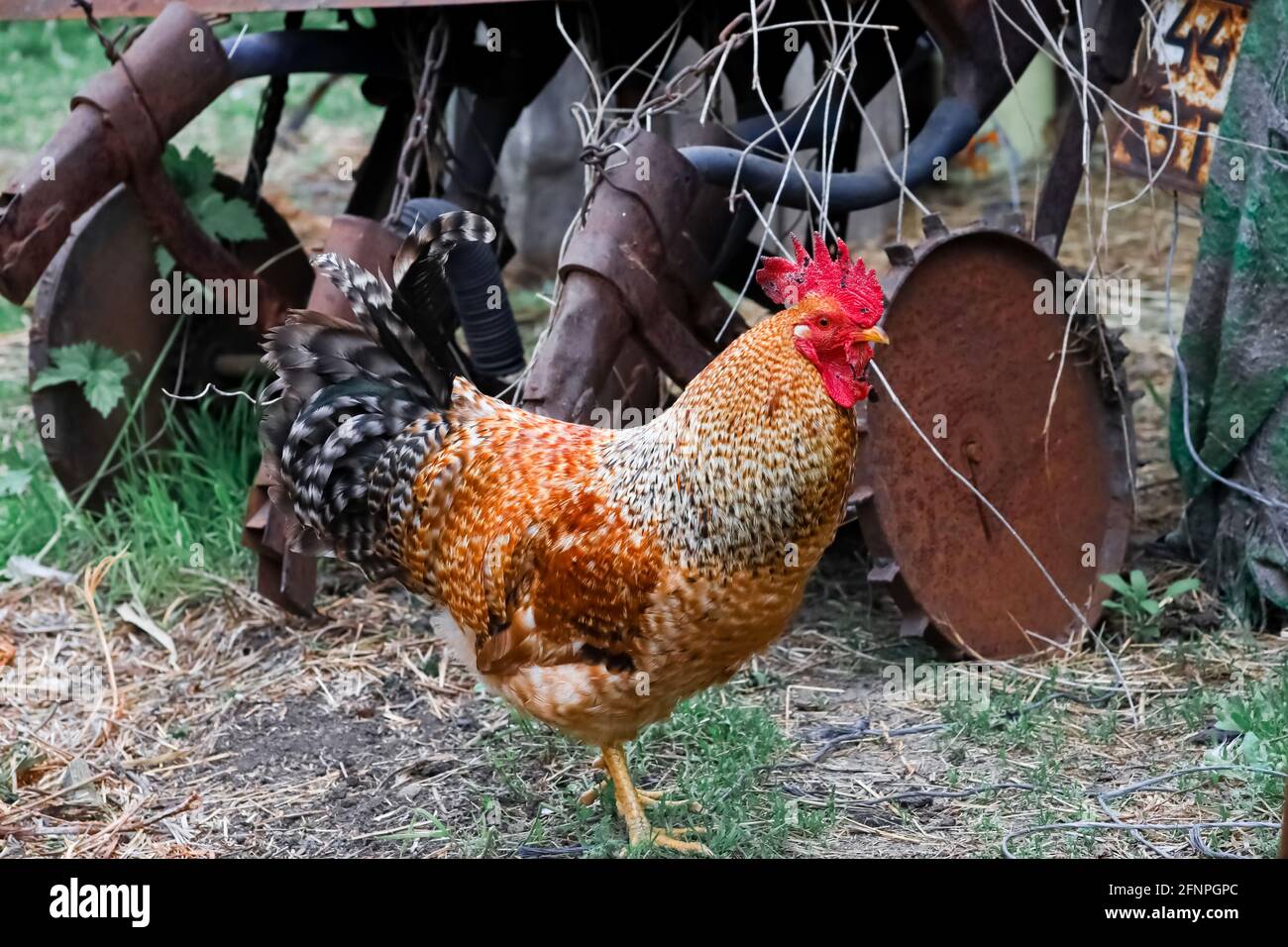 A mottled rooster walks around the yard in search of a female Stock ...