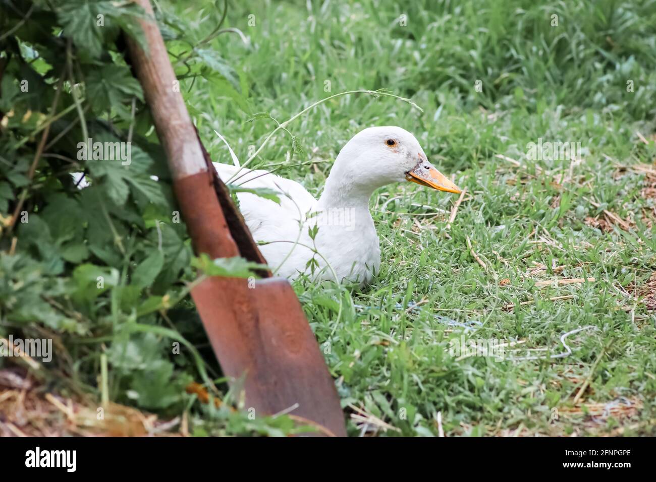 White duck hid in the bushes on a shovel Stock Photo - Alamy