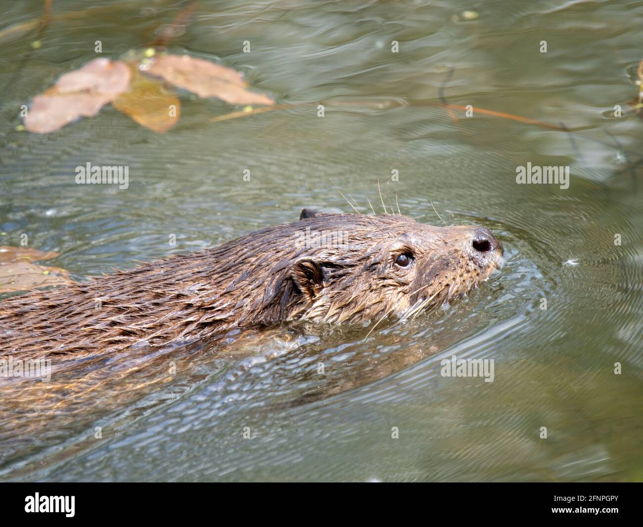 Otter swimming in water Stock Photo - Alamy