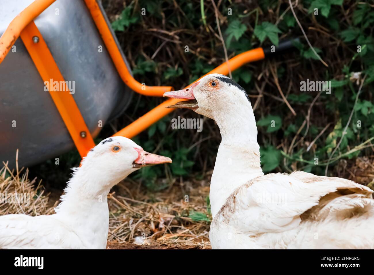 Kitten and rabbit together hi-res stock photography and images - Alamy
