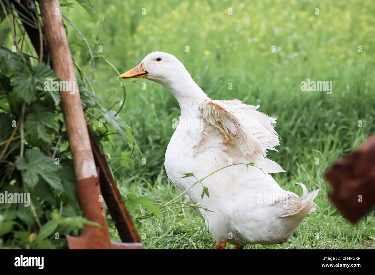 white domestic duck flaps its wings Stock Photo - Alamy
