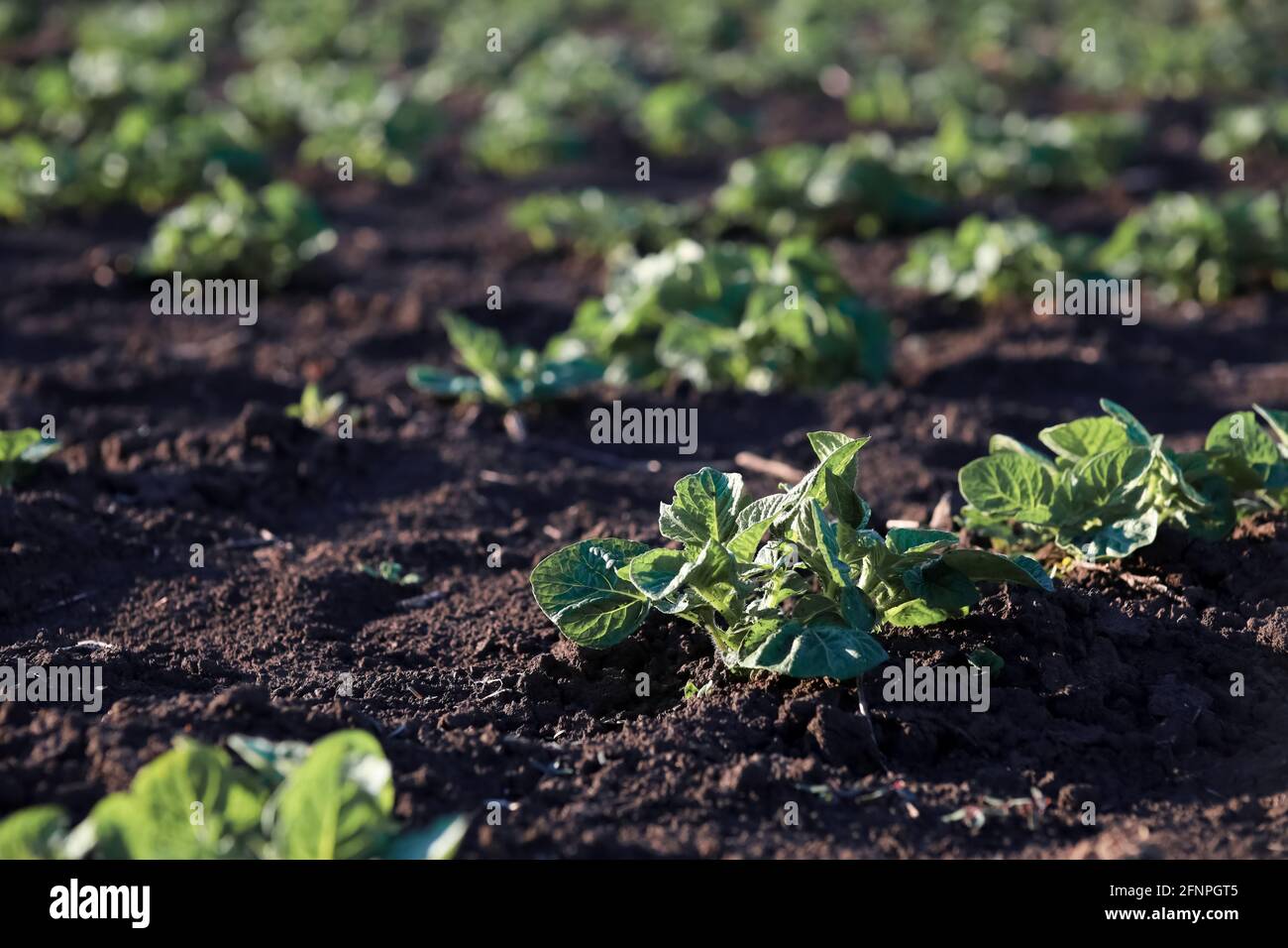 Green potato stalks in the garden Stock Photo - Alamy