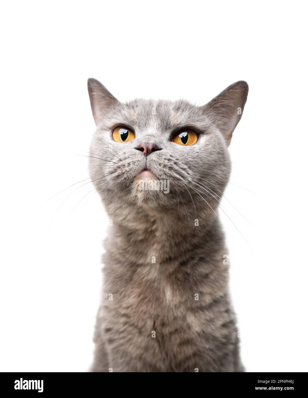 british shorthair tortoiseshell cat portrait on white background ...
