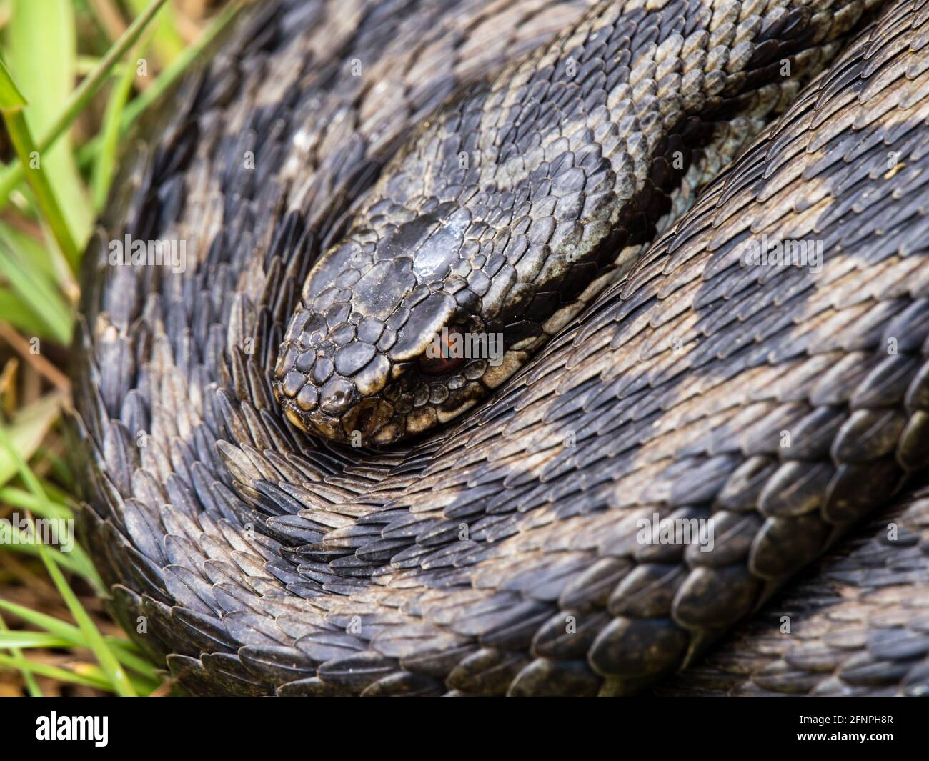 Adder Snake Curled Up Stock Photo - Alamy