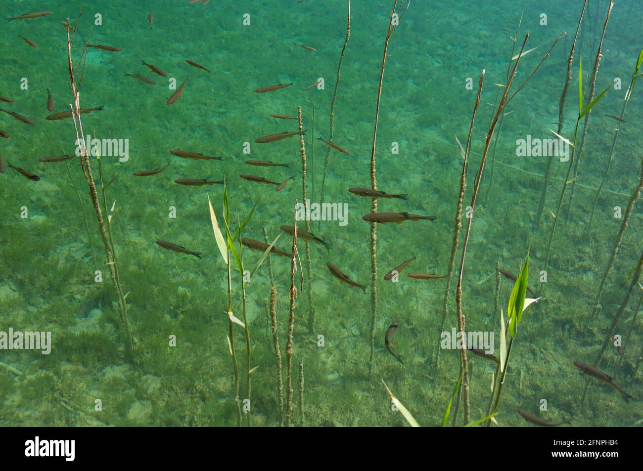 Small fish in the reeds of a lake of Plitvice Lakes National Park Stock ...