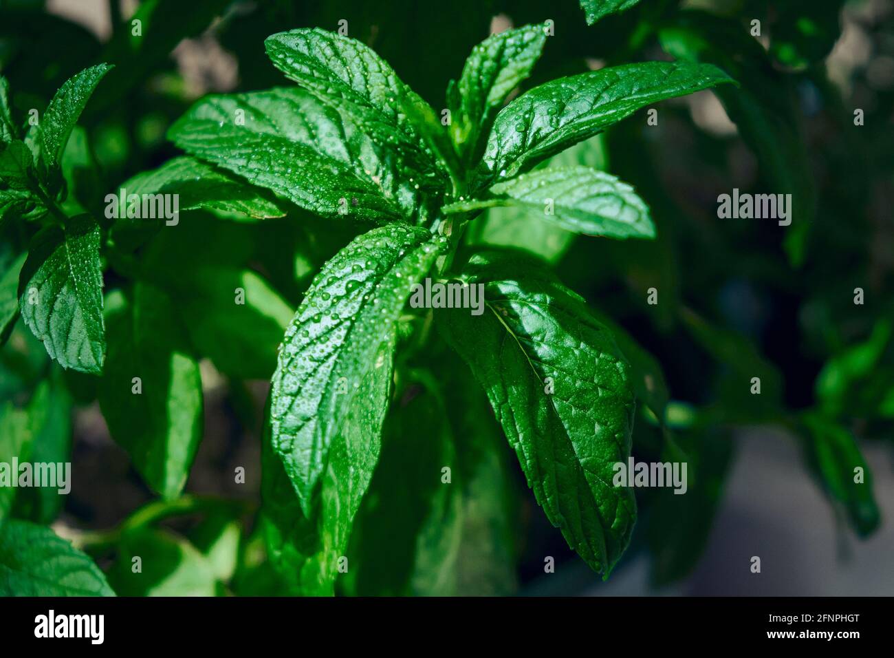 Mint leaves with dew water drops Stock Photo - Alamy