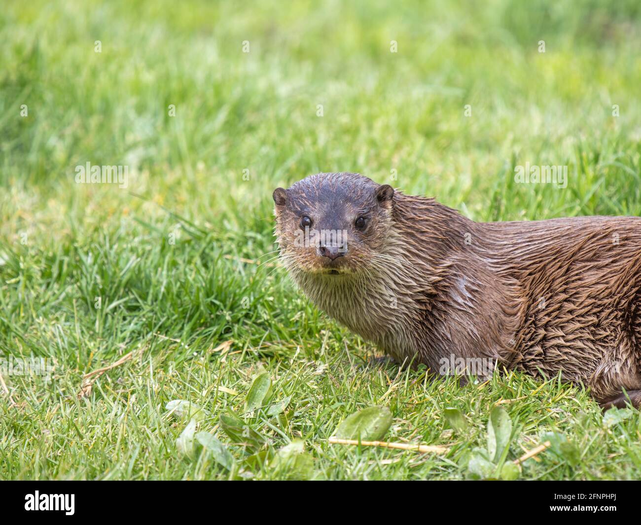 Otter head hi-res stock photography and images - Alamy