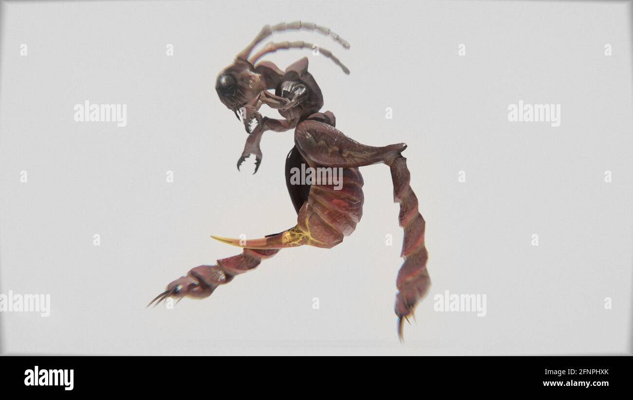 Scary Ant High Resolution Stock Photography and Images - Alamy