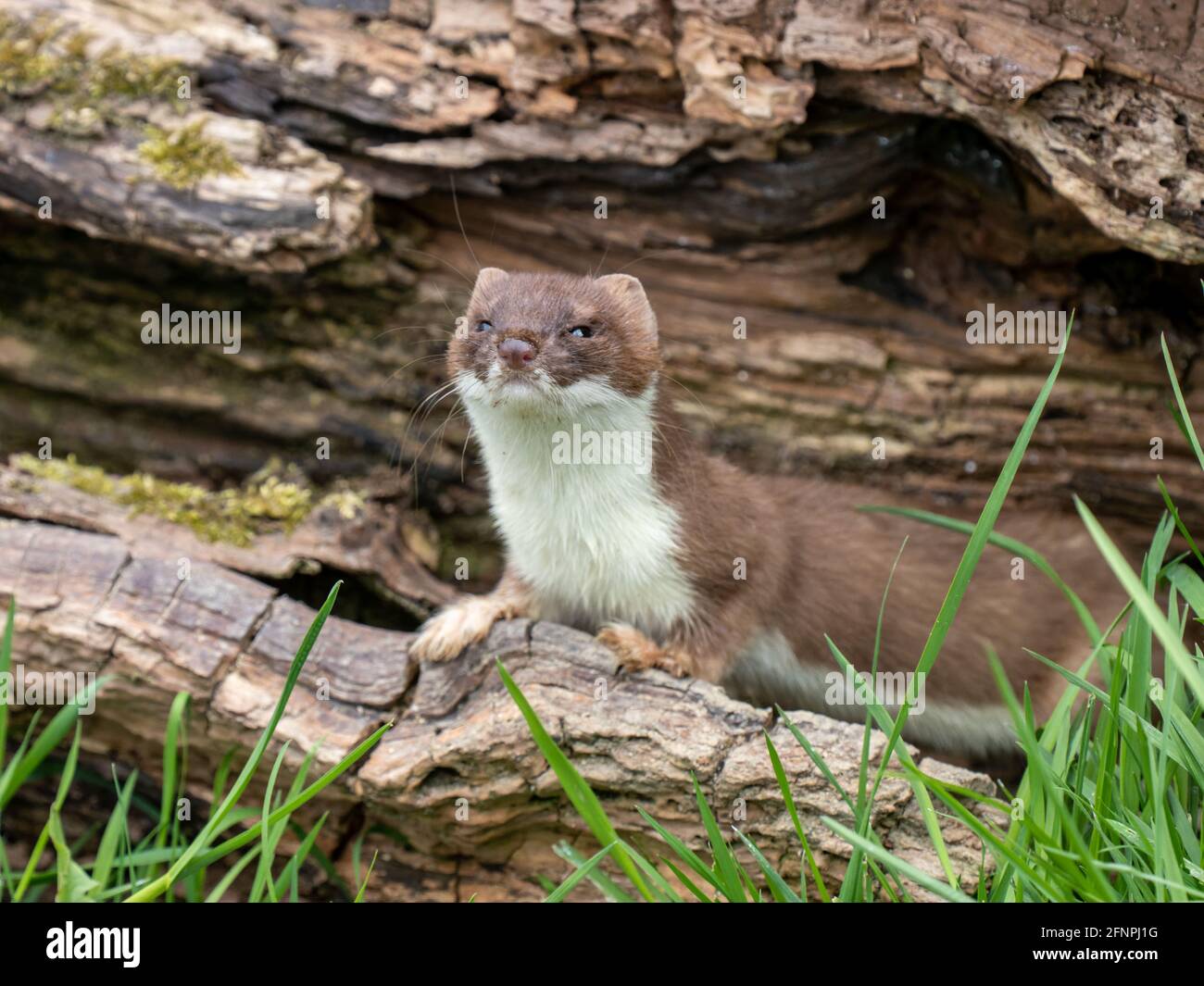Stoat (mustela erminea) on a log Stock Photo - Alamy