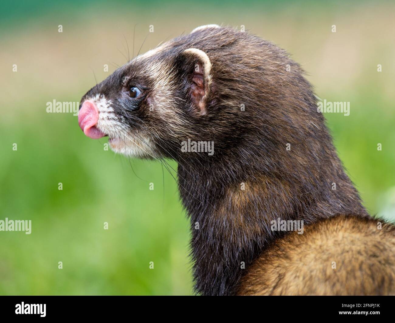 Polecat Head Close-up. Licking Stock Photo - Alamy