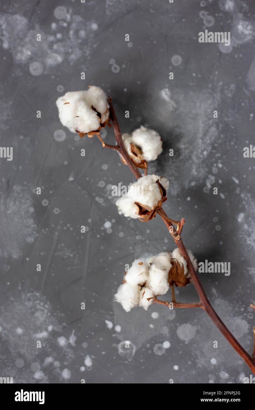 Cotton wool spots hi-res stock photography and images - Alamy