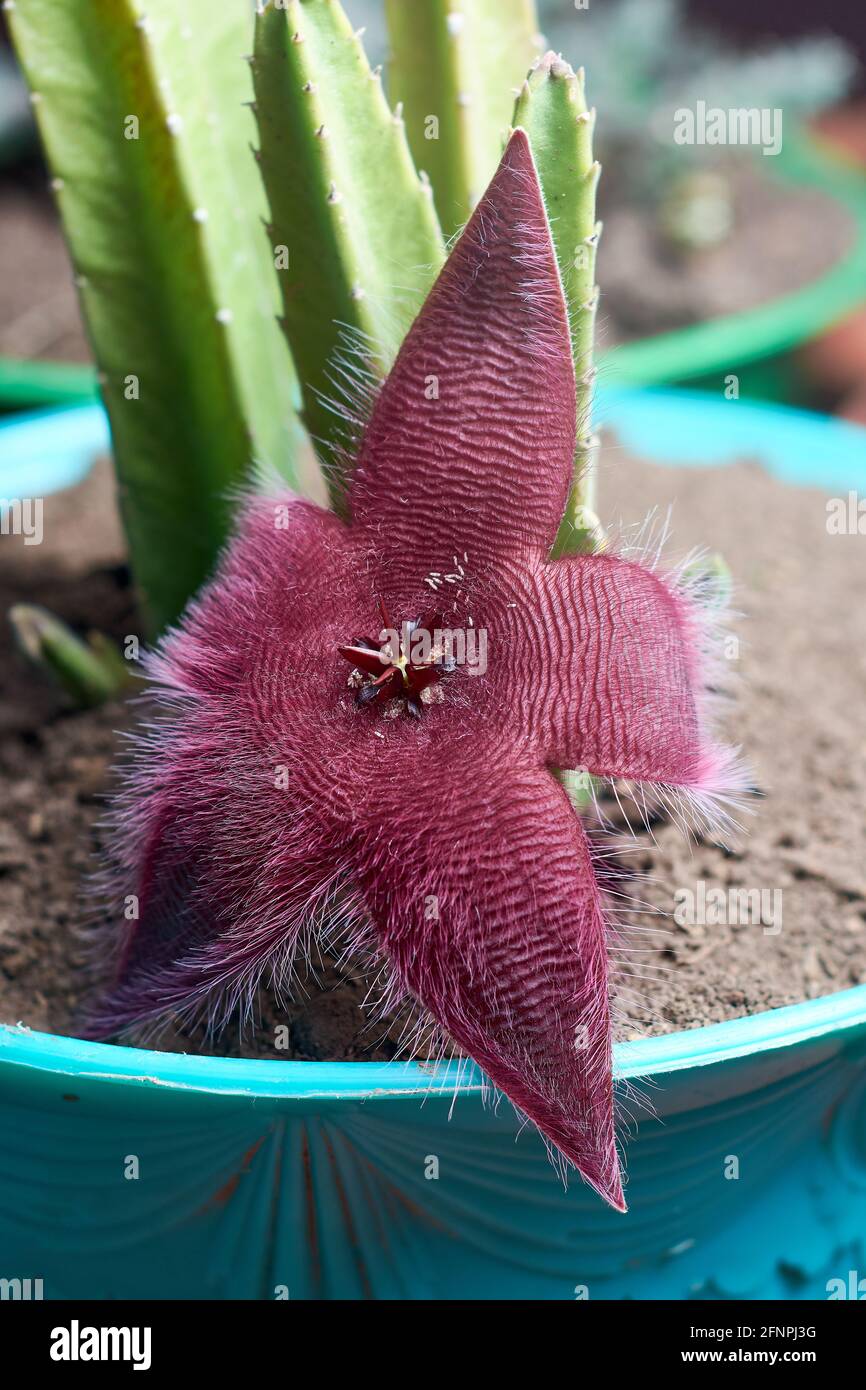 Starfish flower hi-res stock photography and images - Alamy