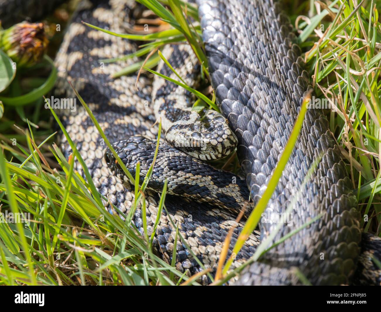 Adder Snakes Curled Up Stock Photo - Alamy