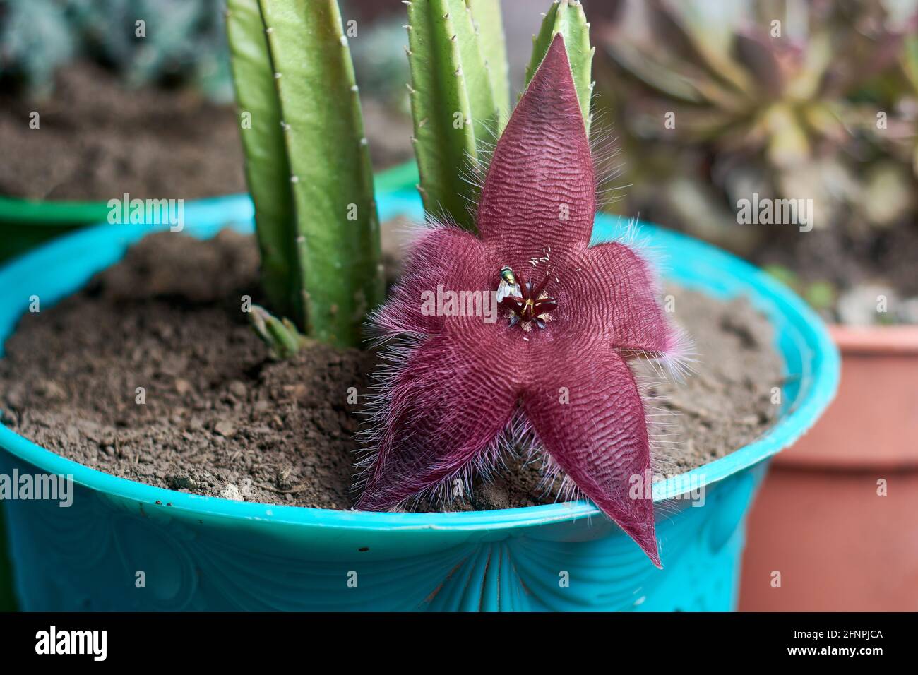 Starfish flower hi-res stock photography and images - Alamy