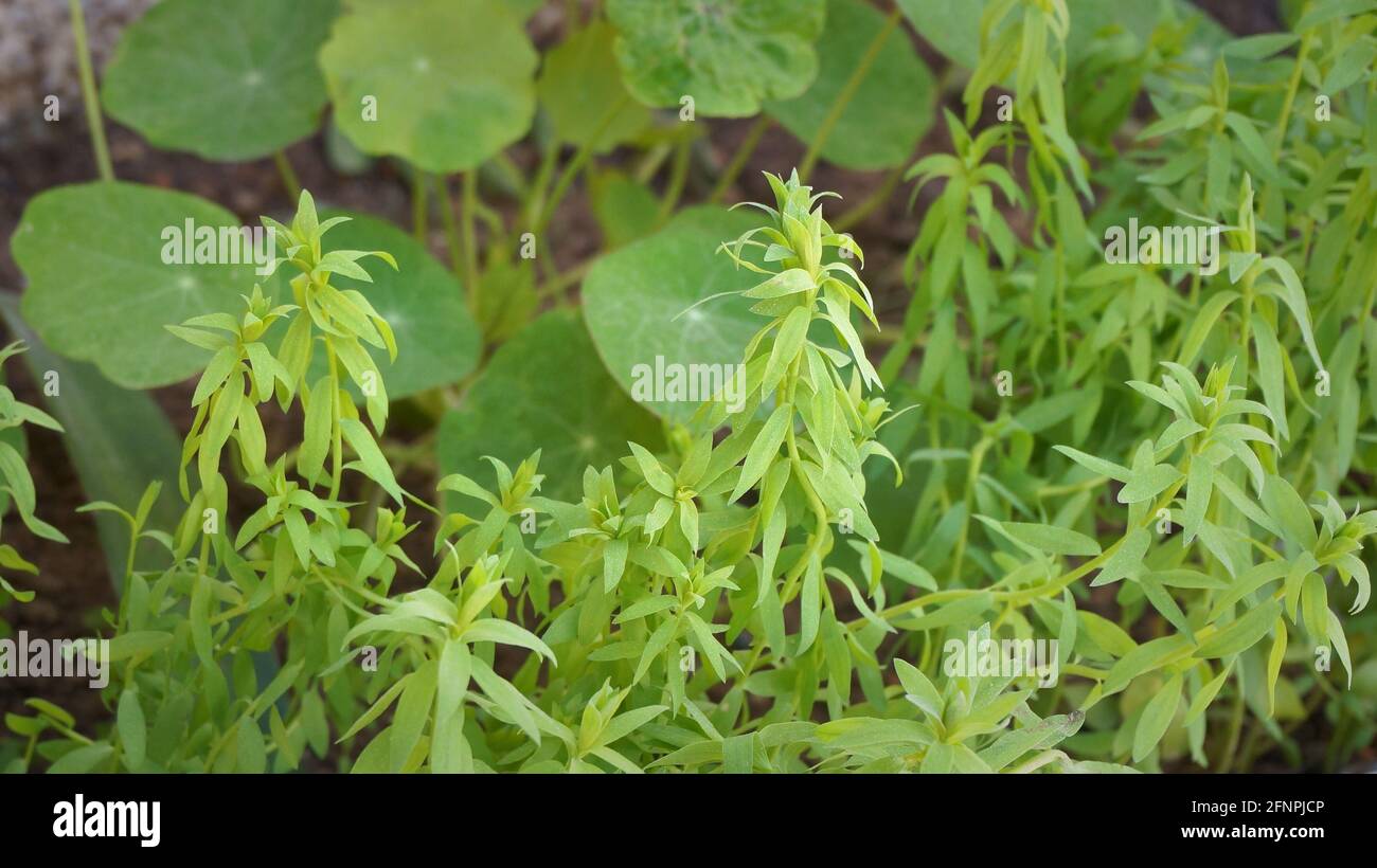 Young green flax plants in outdoor garden close up Stock Photo - Alamy