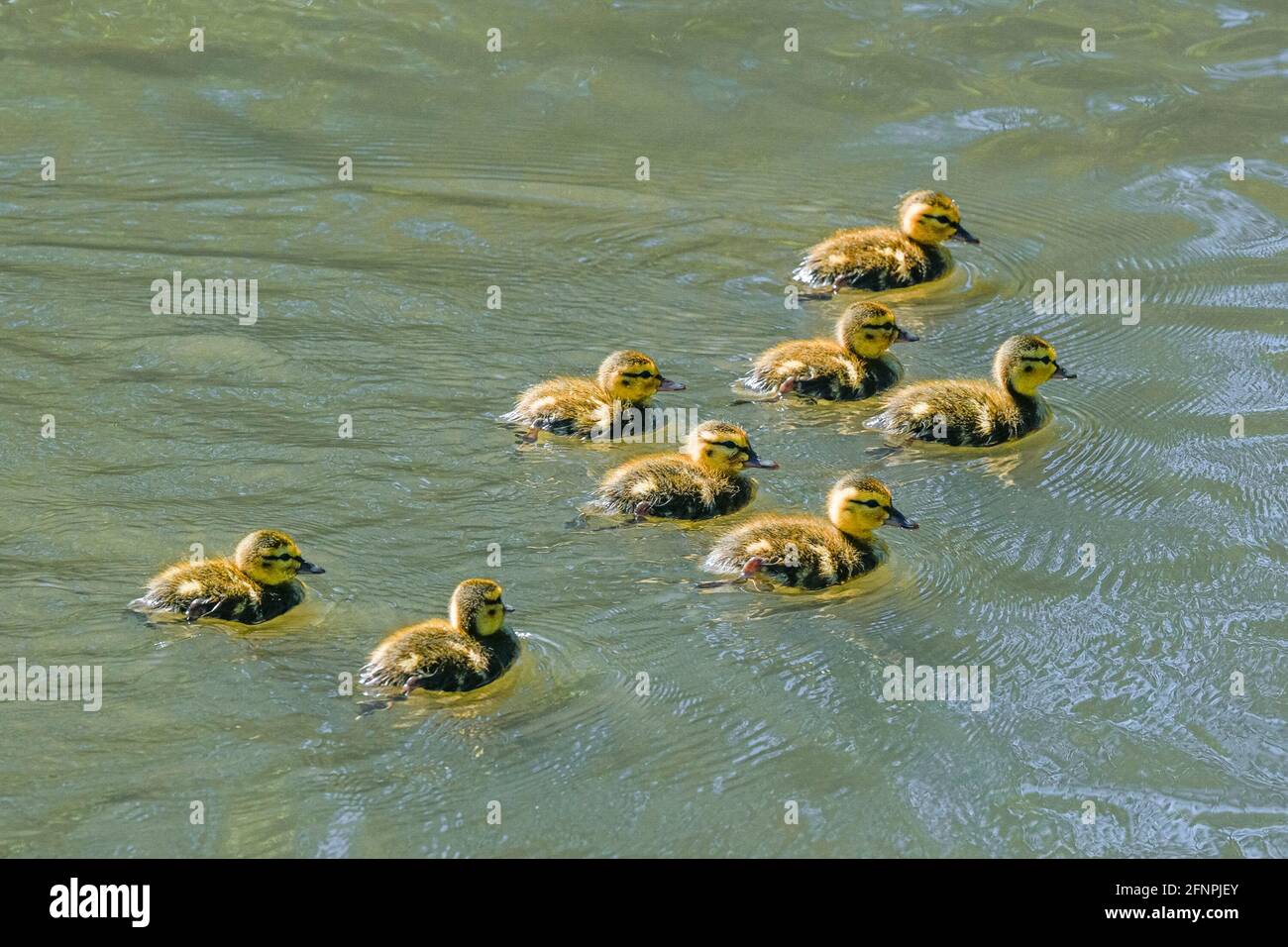 Ducklings row hi-res stock photography and images - Alamy