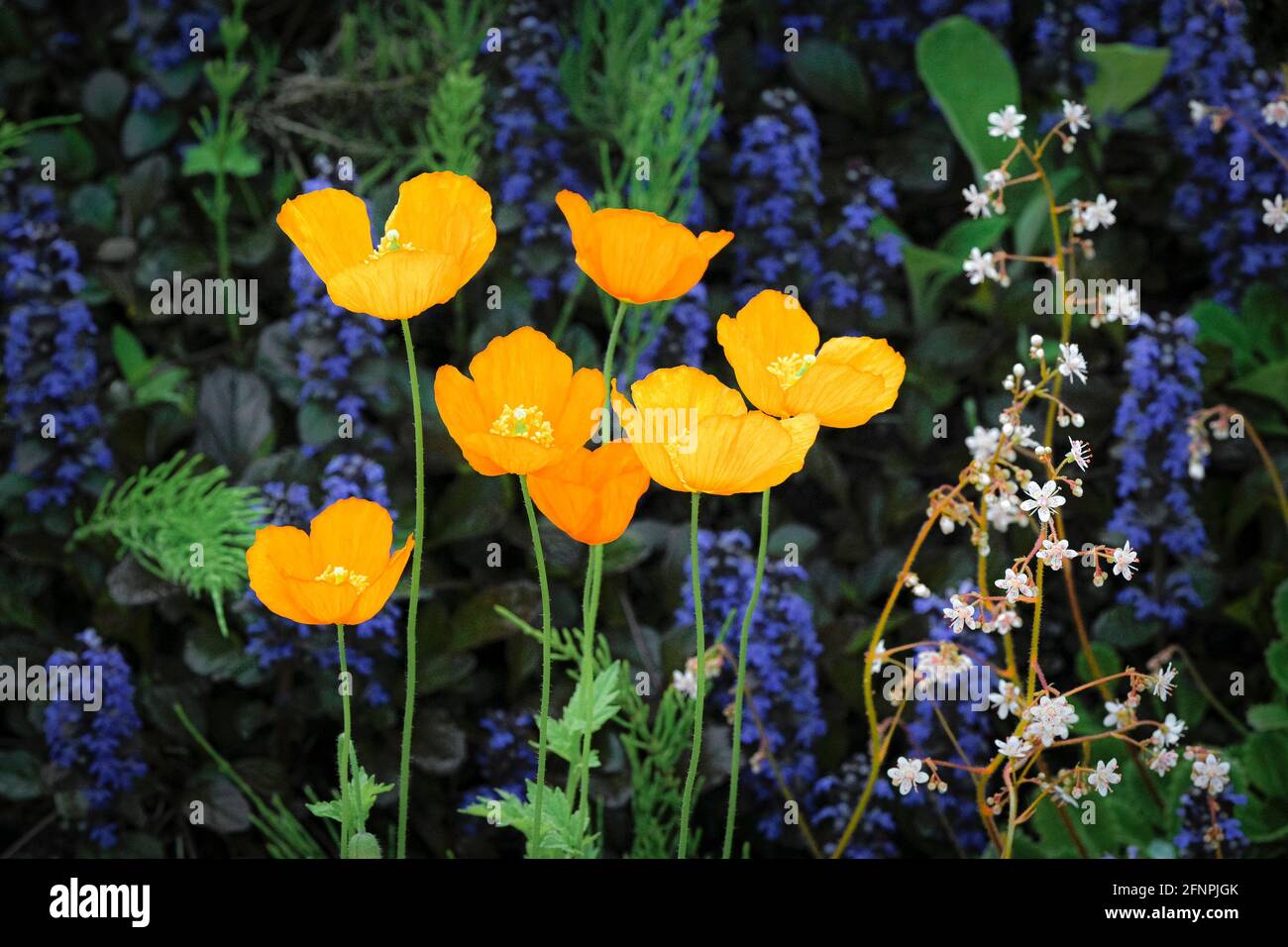 Welsh poppies,and other flowers Stock Photo - Alamy