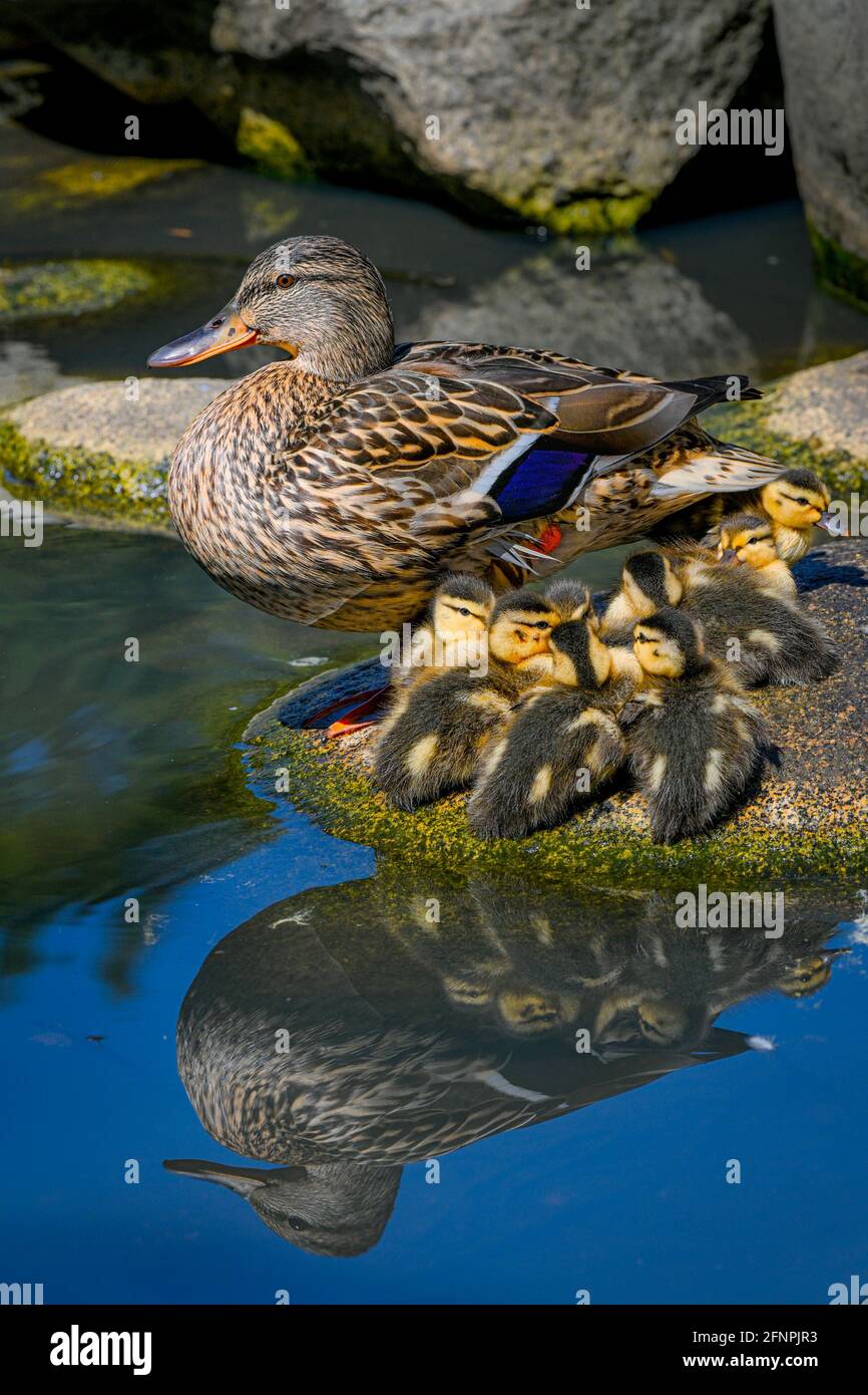 Mallard duck and ducklings on rock Stock Photo - Alamy