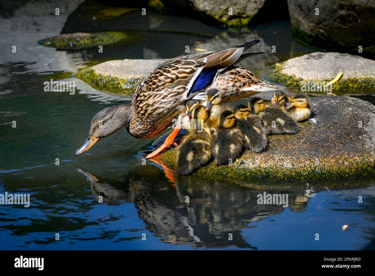 Queen elizabeth baby duck hi-res stock photography and images - Alamy