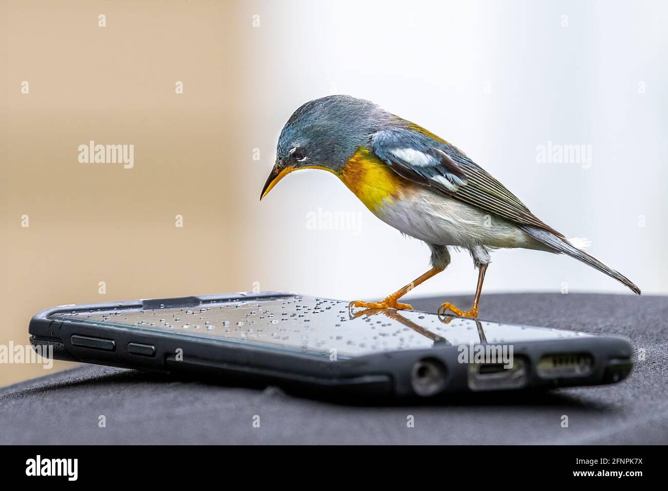 Can you hear me now? Bird making Phone Call Stock Photo - Alamy