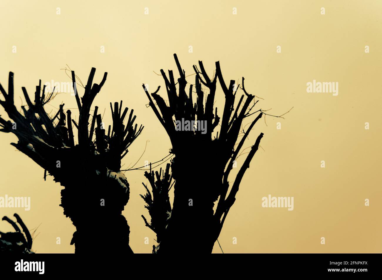 Silhouette of a tree with short branches Stock Photo - Alamy