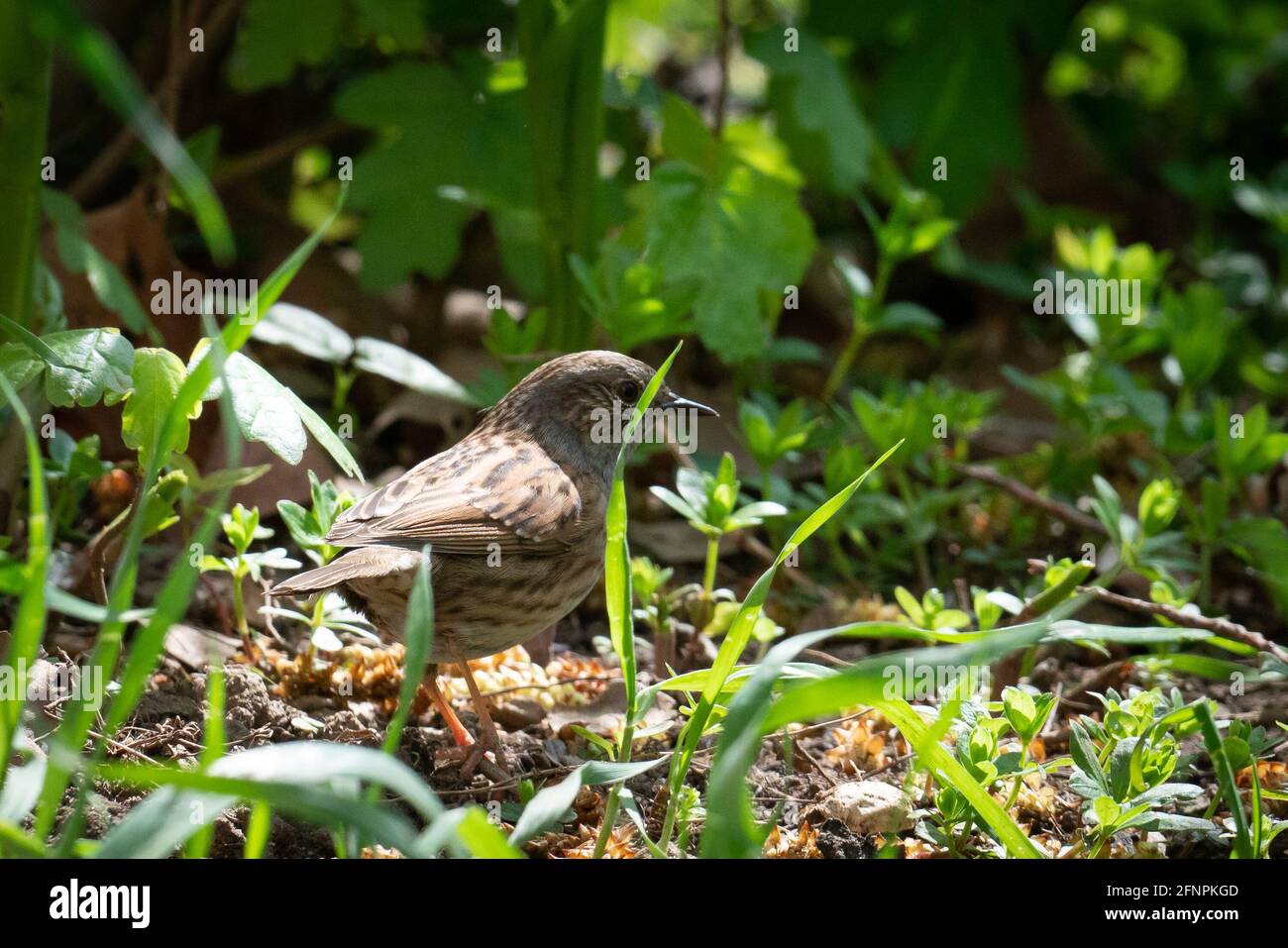 Wren flower hi-res stock photography and images - Alamy