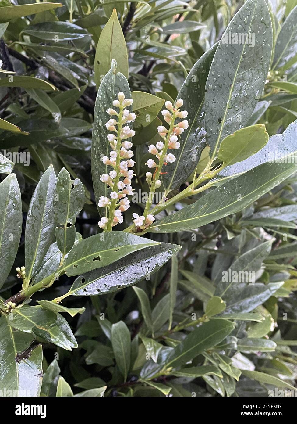 Closeup of medicinal laurel leaves and flowers with waterdrops Stock ...