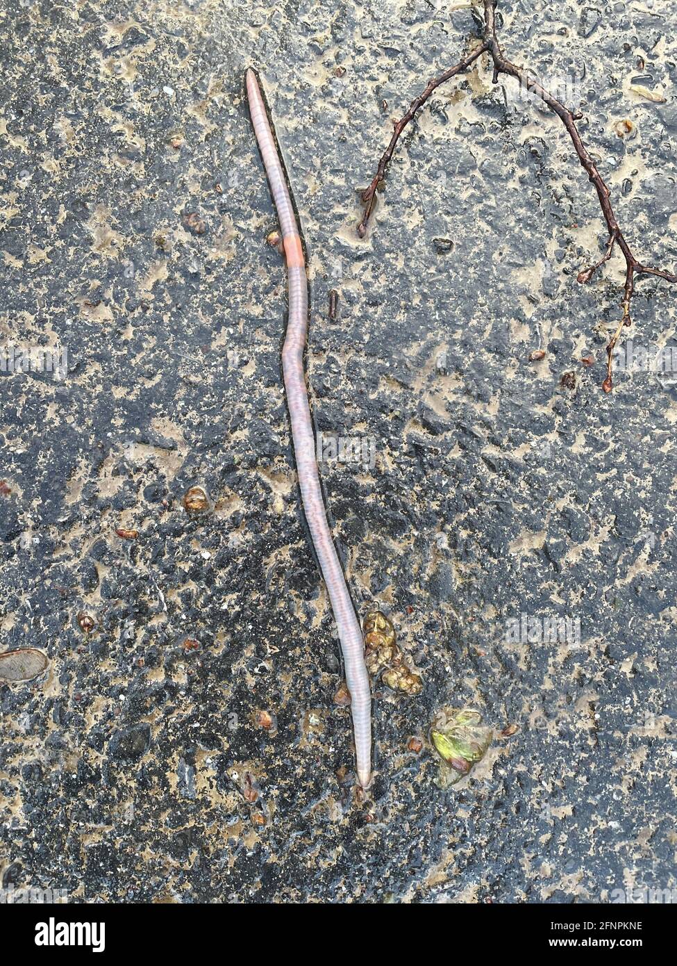 Top view of a rain worm on an asphalt background Stock Photo - Alamy