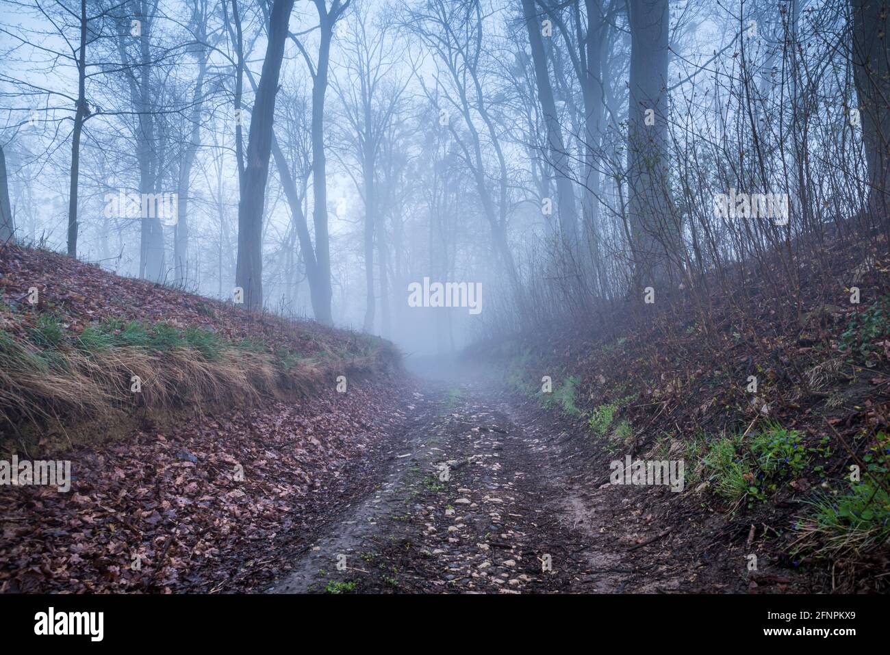 Foggy creepy path, covered with dry leaves through the forest after a ...