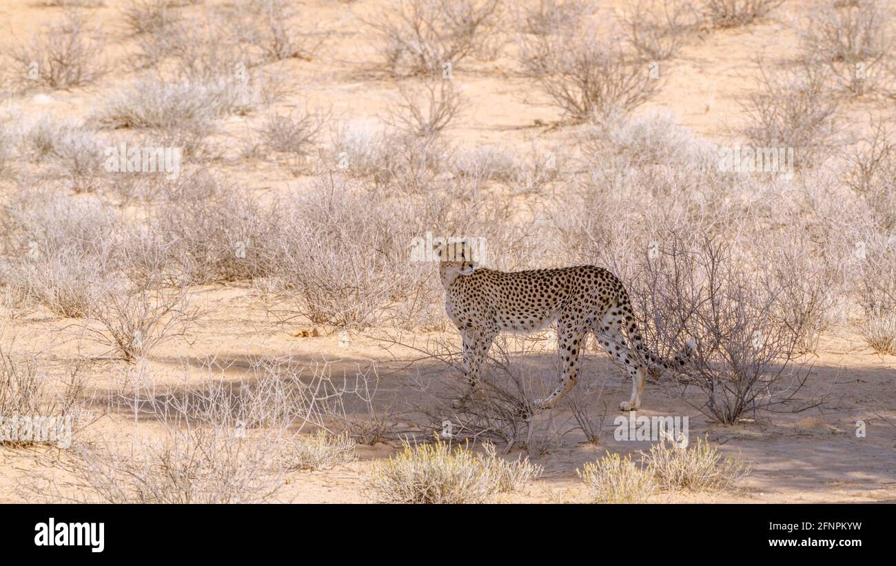 Cheetah standing in tree shadow in Kgalagadi transfrontier park, South ...