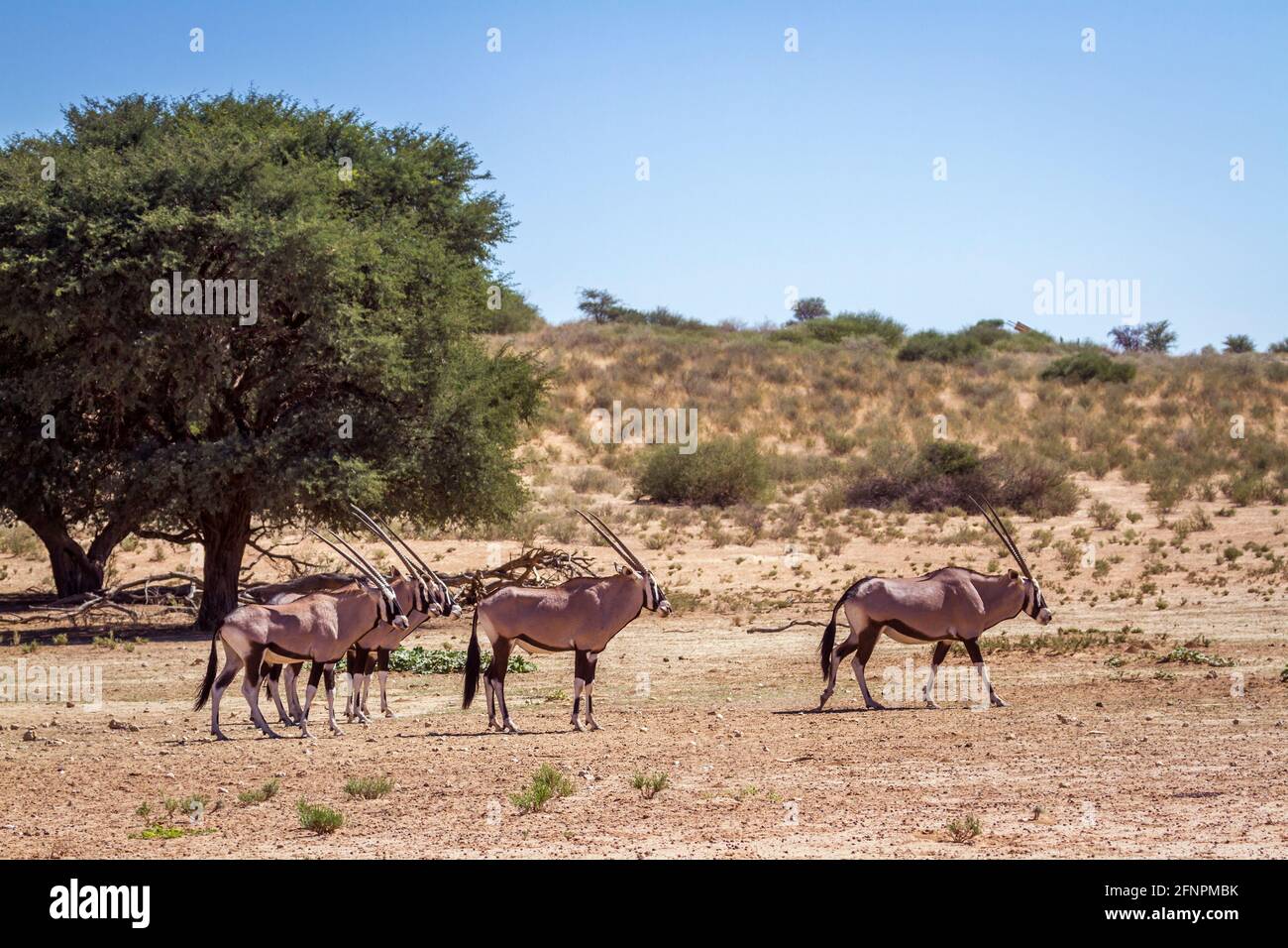 Small group of South African Oryx in desert scenery in Kgalagadi ...