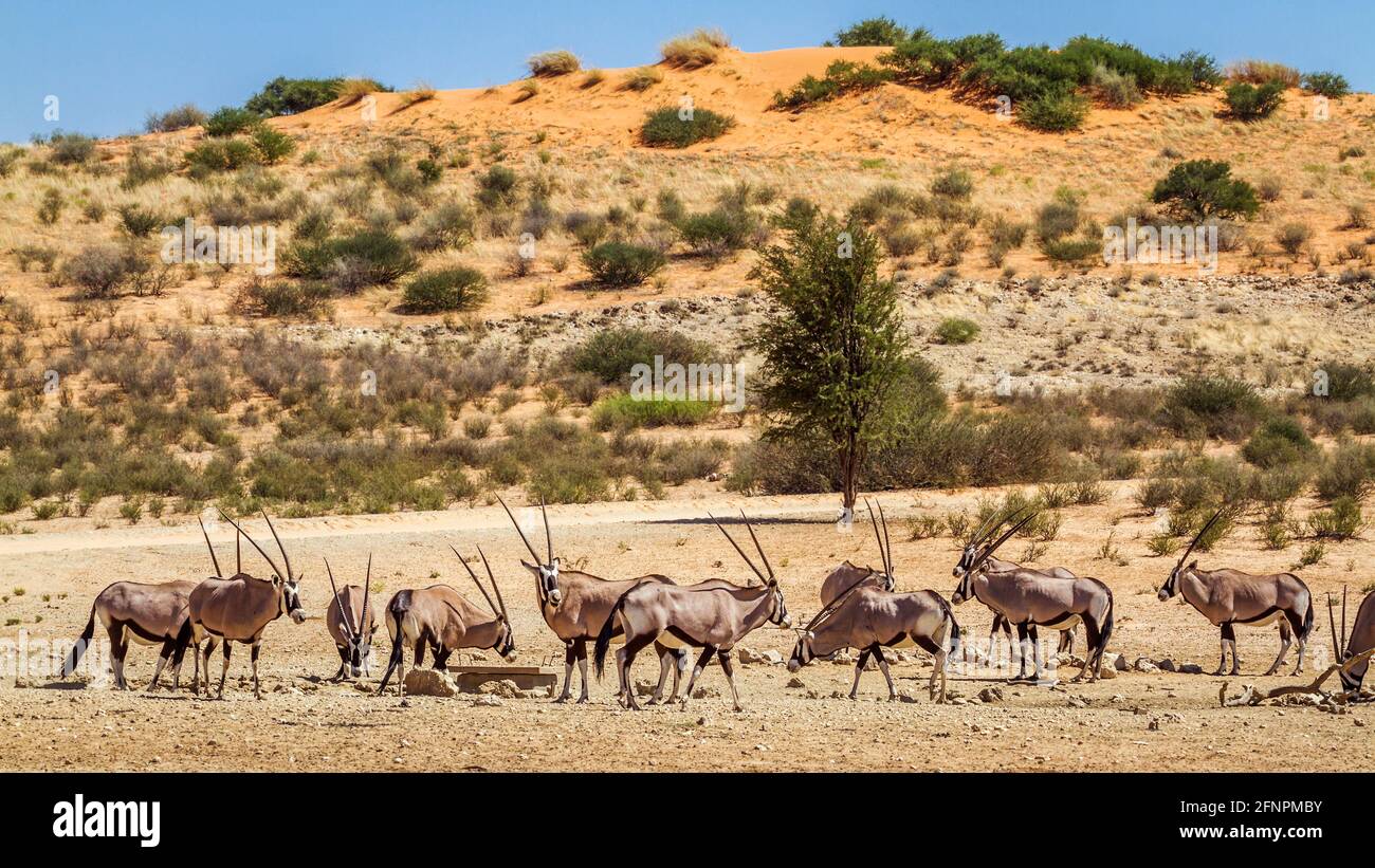 African oryx group hi-res stock photography and images - Alamy