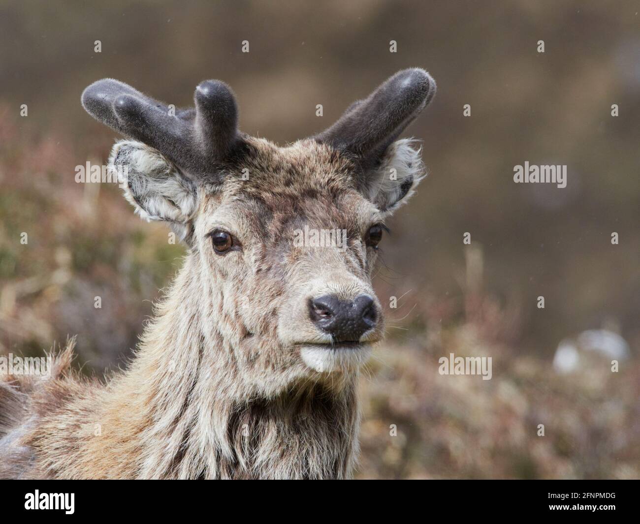 Red Deer Stag (Cervus elaphus) with growing velvet antlers, close up ...