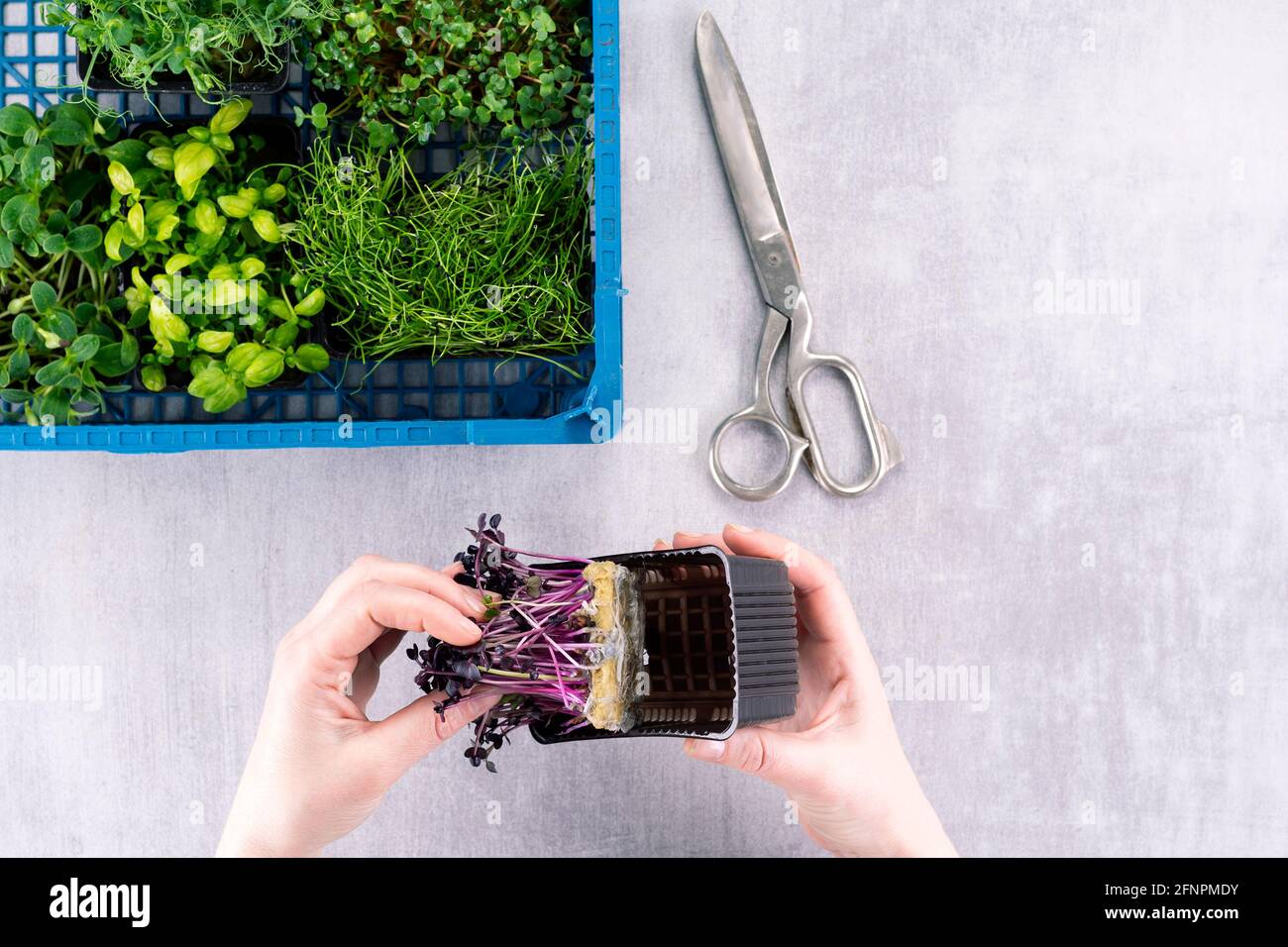 Female hands take out micro greens of purple radish from a container ...