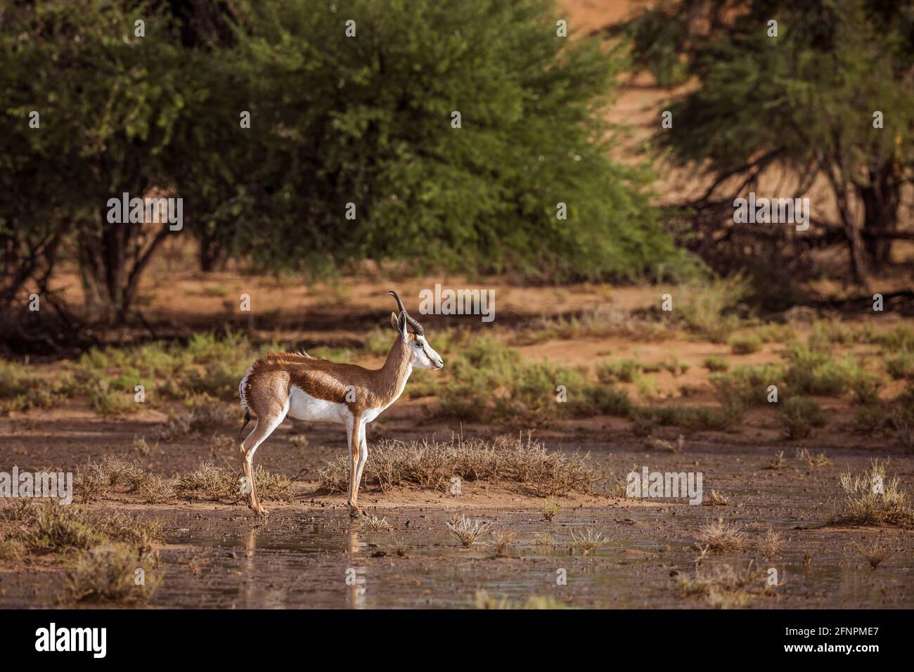Springbok standing after rain in Kgalagari transfrontier park, South ...