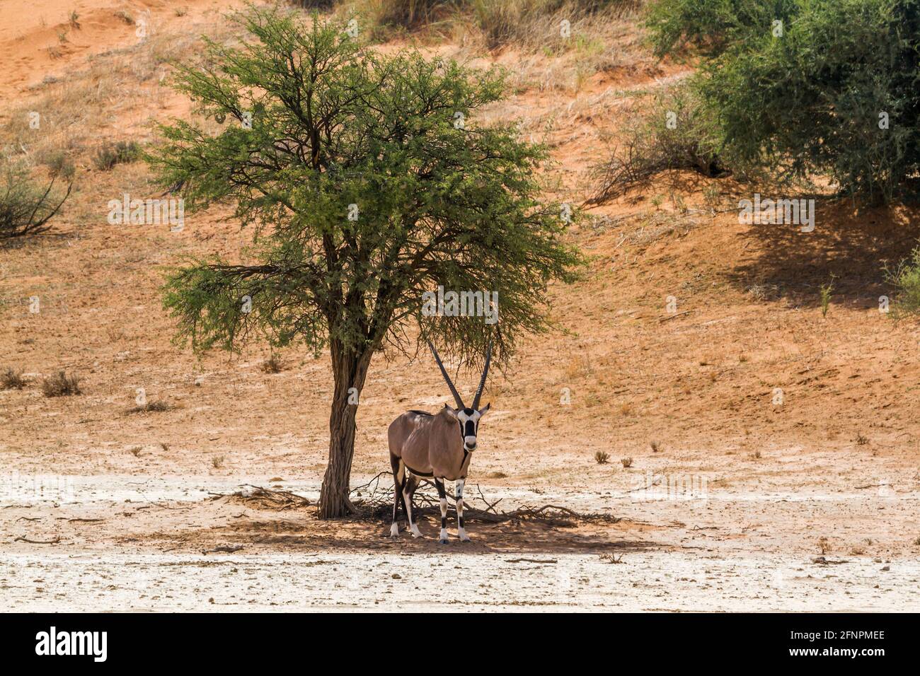 South African Oryx standing in tree shadow in Kgalagadi transfrontier ...