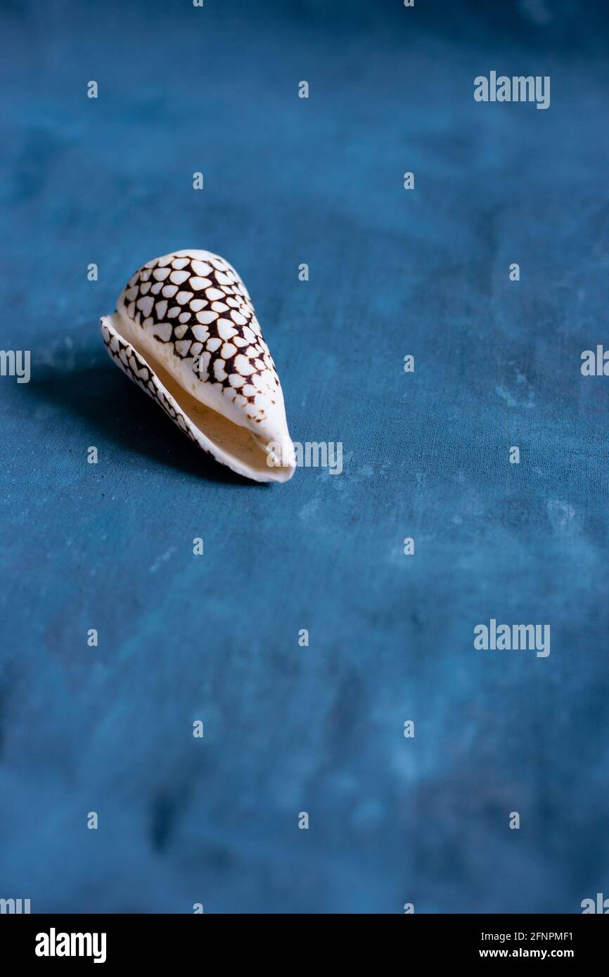 Black Cone on a blue background. Conus Marmoreus. Shell With White ...