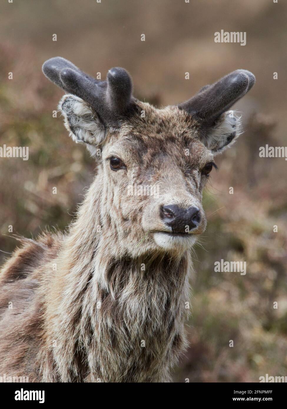 Red Deer Stag (Cervus elaphus) with growing velvet antlers, close up ...