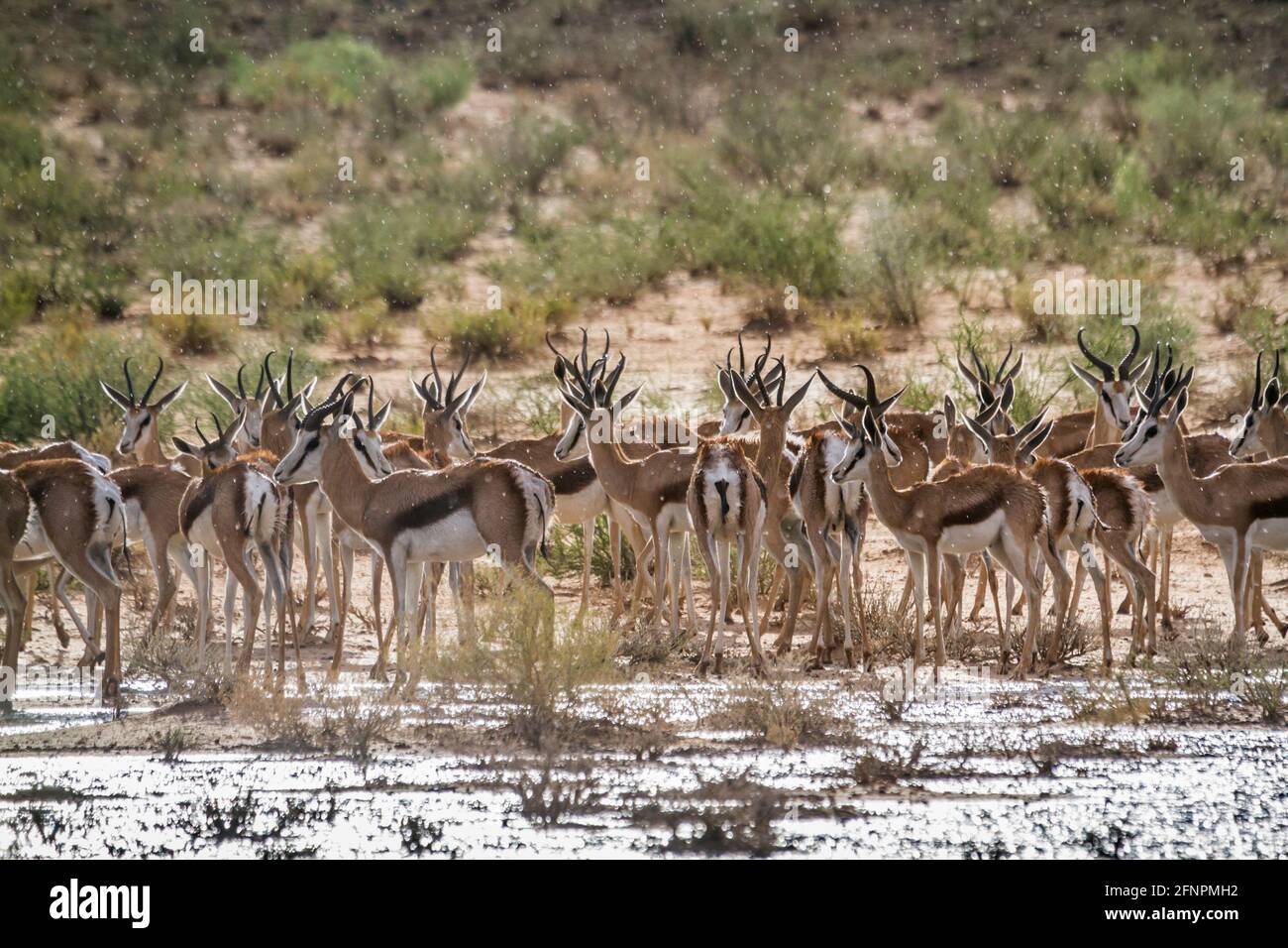 Springbok herd under rain in Kgalagari transfrontier park, South Africa ...