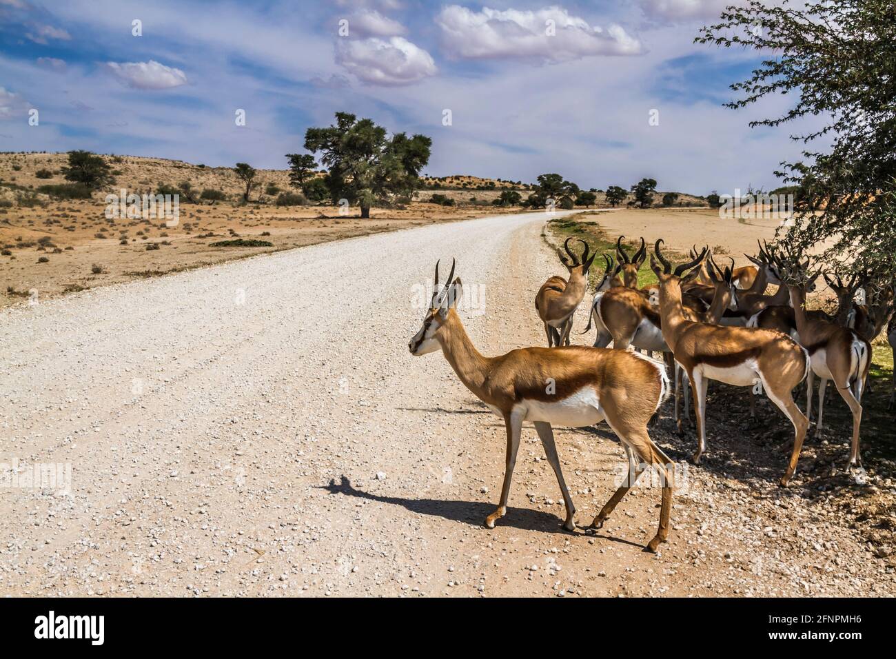Springbok group standing in tree shadow on safari road in Kgalagari ...